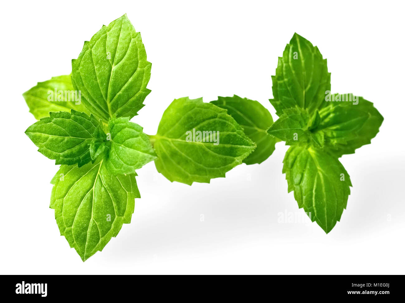 peppermint leaves isolated on white, fresh herb Stock Photo - Alamy