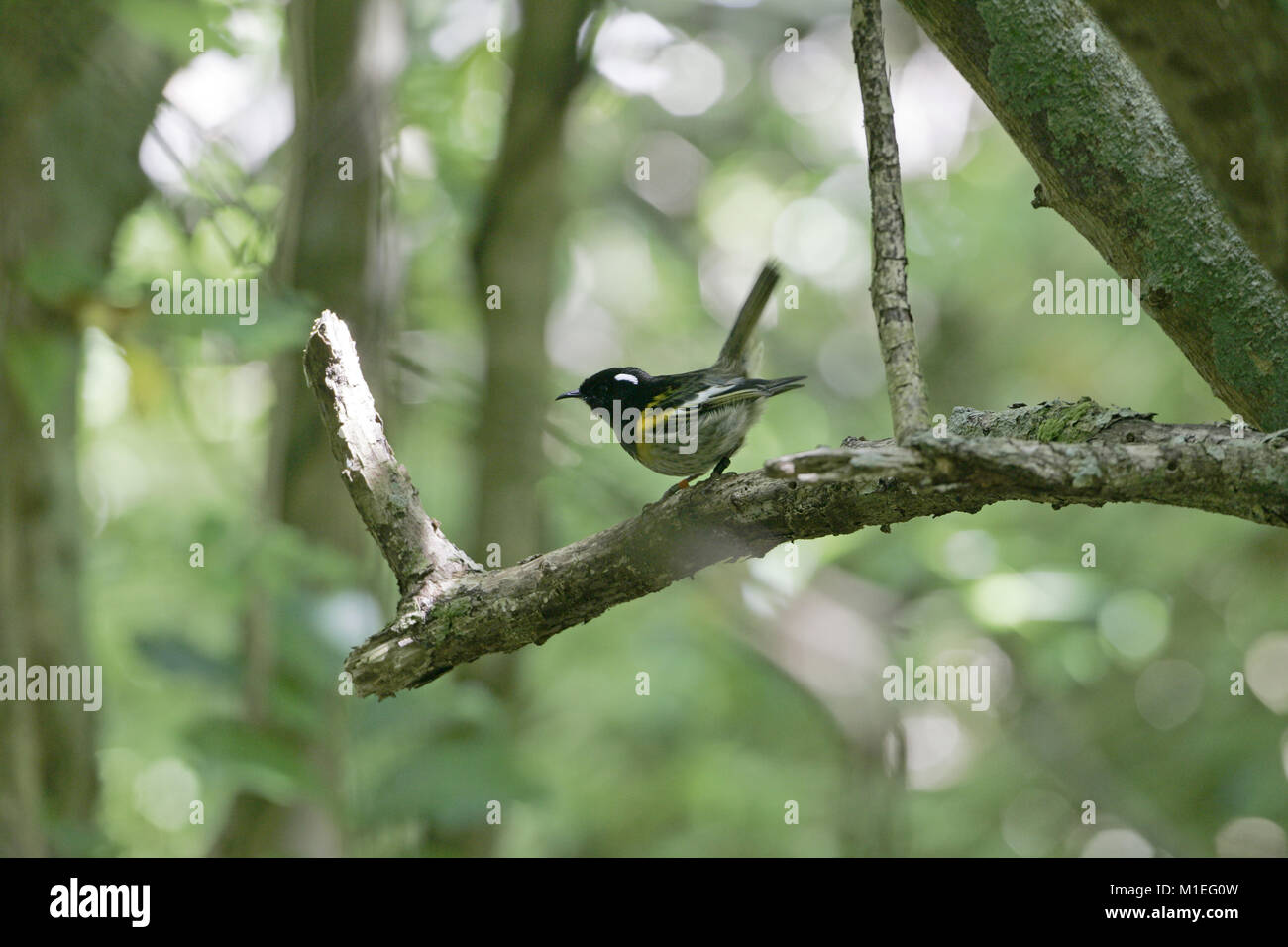 Stitchbird Notiomystis cincta male Tiri Tiri Matangi Island Nature ...
