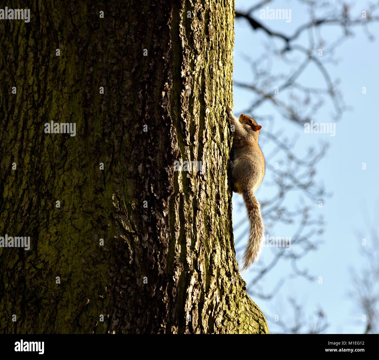 Squirrel running up a tree hi-res stock photography and images - Alamy