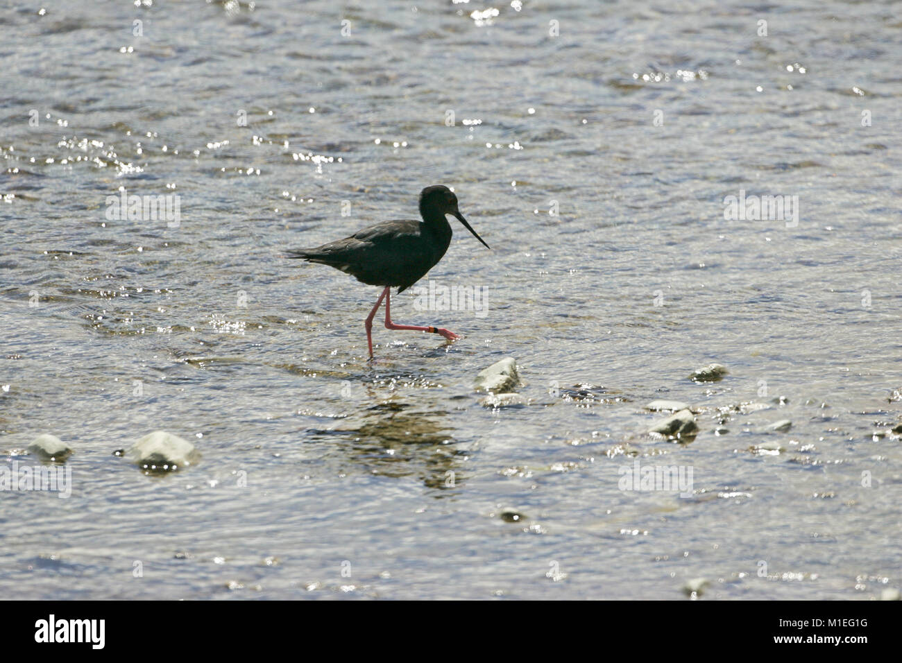 Black stilt Himantopus novaezelandiae Mackenzie Basin South Island New ...