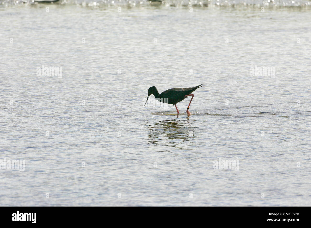 Black stilt Himantopus novaezelandiae Mackenzie Basin South Island New ...