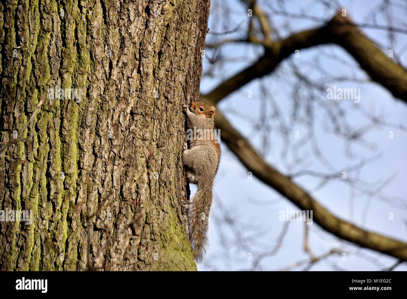 Grey squirrel climbing a tree Stock Photo - Alamy