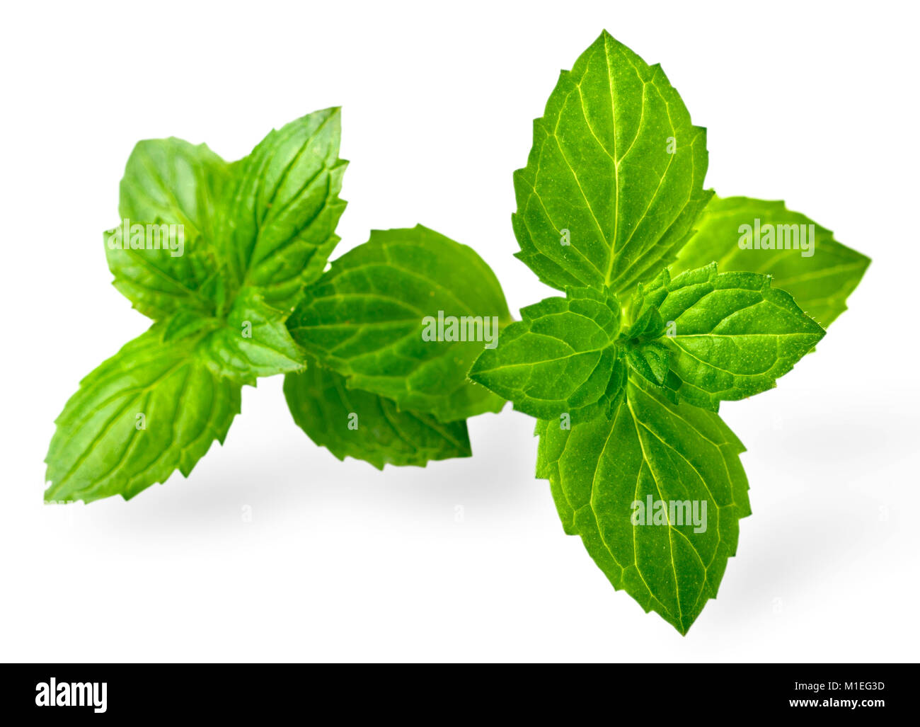 peppermint leaves isolated on white, fresh herb Stock Photo - Alamy