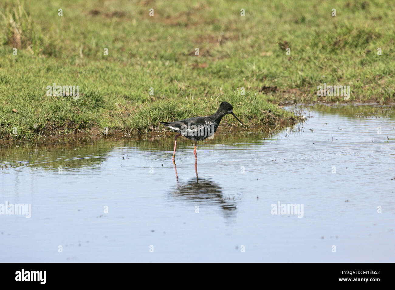 Black stilt Himantopus novaezelandiae Mackenzie Basin South Island New ...