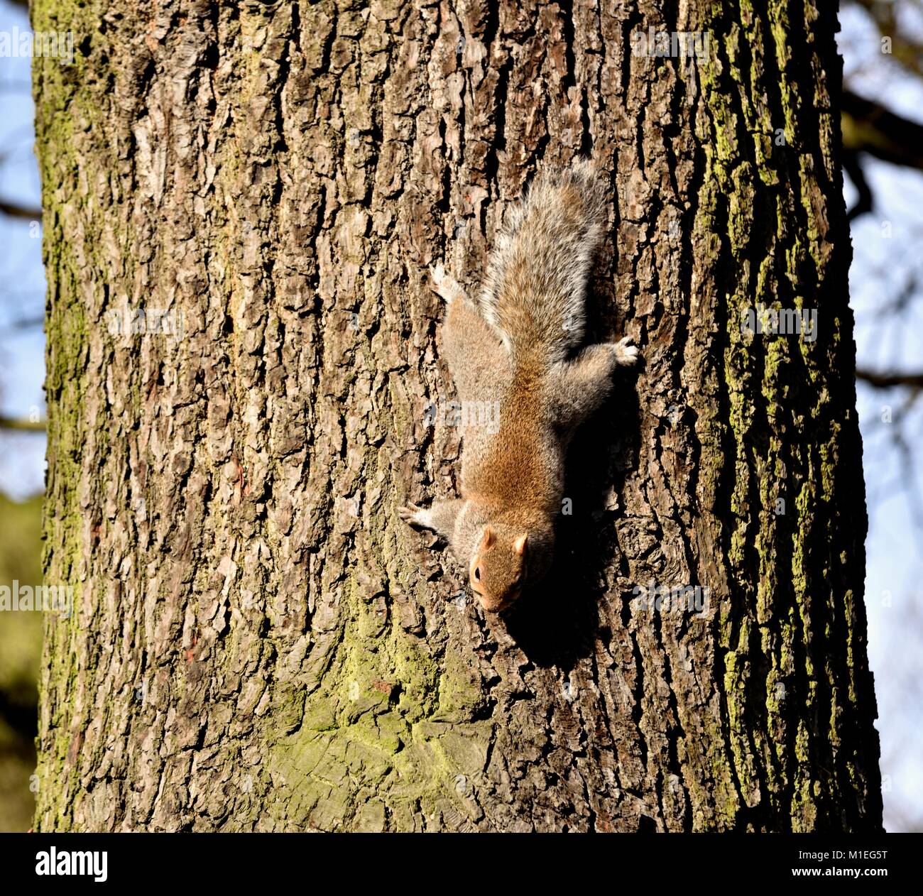 Grey squirrel climbing down a tree Stock Photo - Alamy