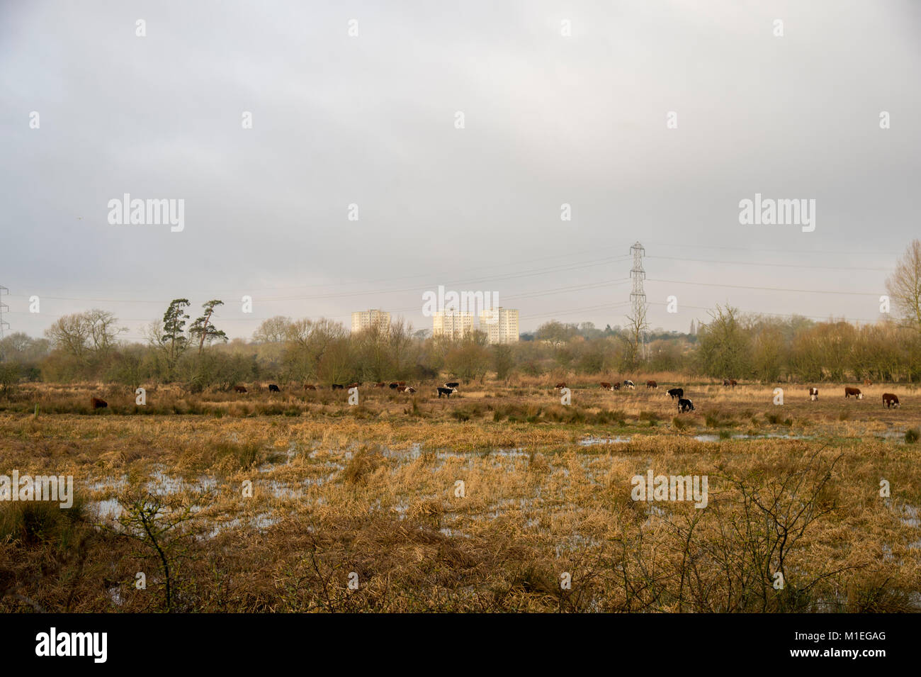 Flooded watermeadows, A33 Reading UK Stock Photo - Alamy