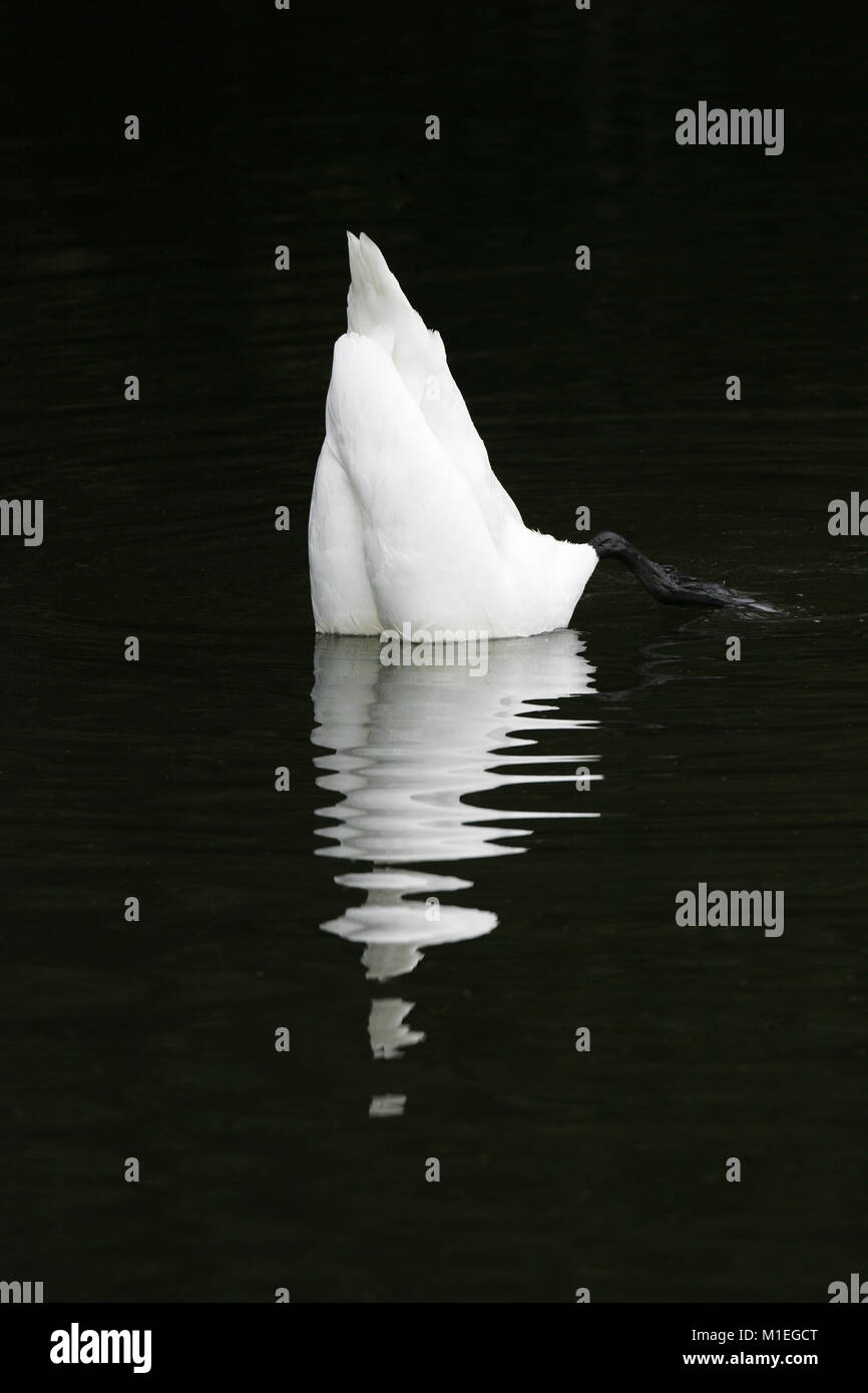 Single bird upending hi-res stock photography and images - Alamy