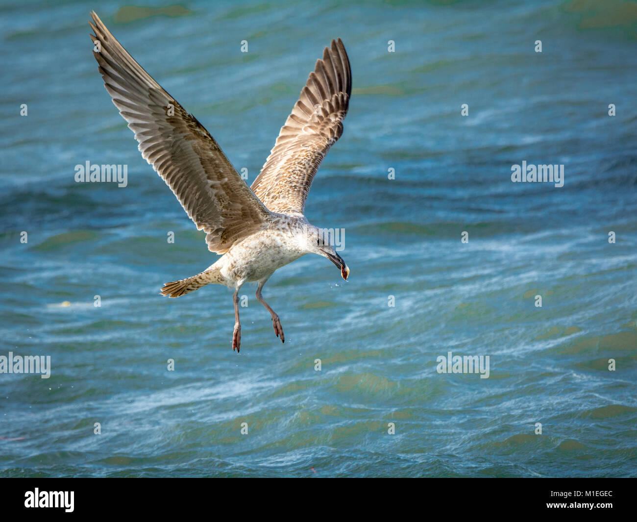 A gull feeding near the beach Stock Photo - Alamy
