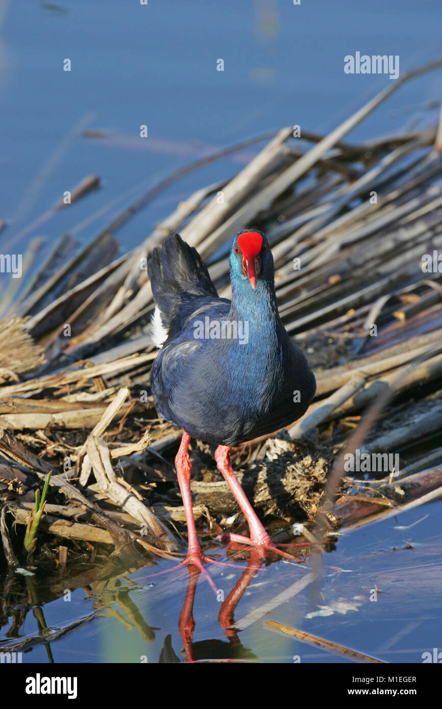 Purple swamp-hen Porphyrio porphyrio Stock Photo - Alamy