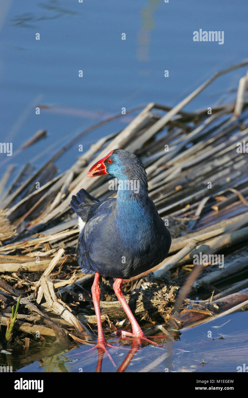 Purple swamp-hen Porphyrio porphyrio Stock Photo - Alamy