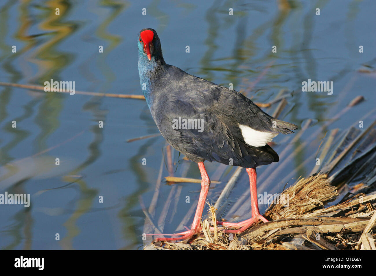 Undertail hi-res stock photography and images - Alamy