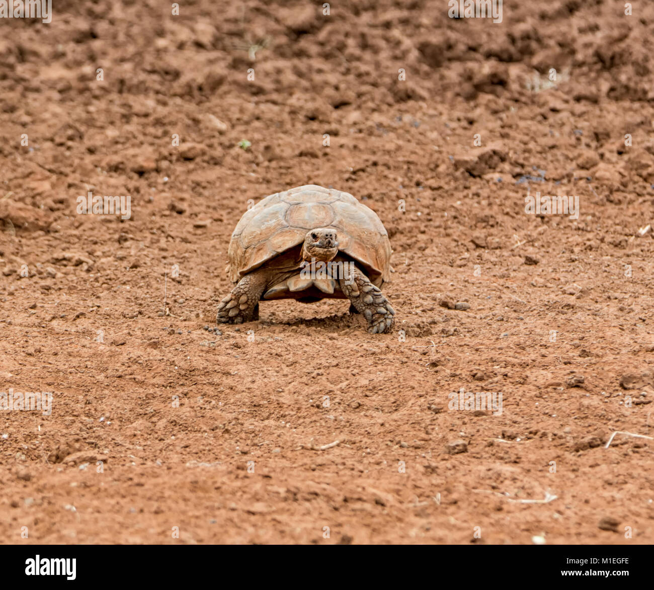 A leopard Tortoise in Southern African savanna Stock Photo - Alamy