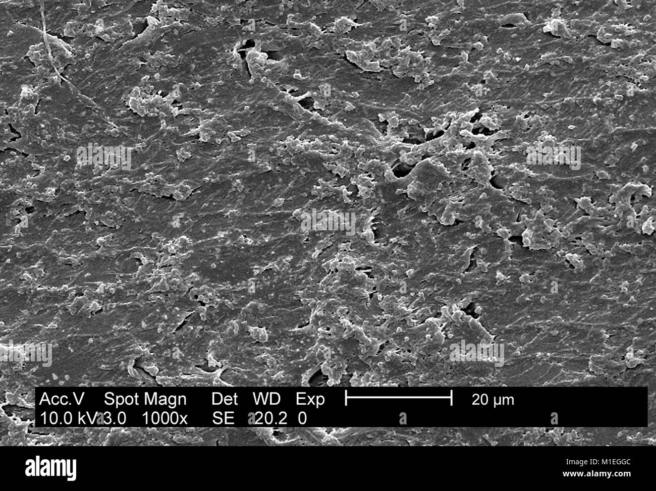 Biofilm development hi-res stock photography and images - Alamy