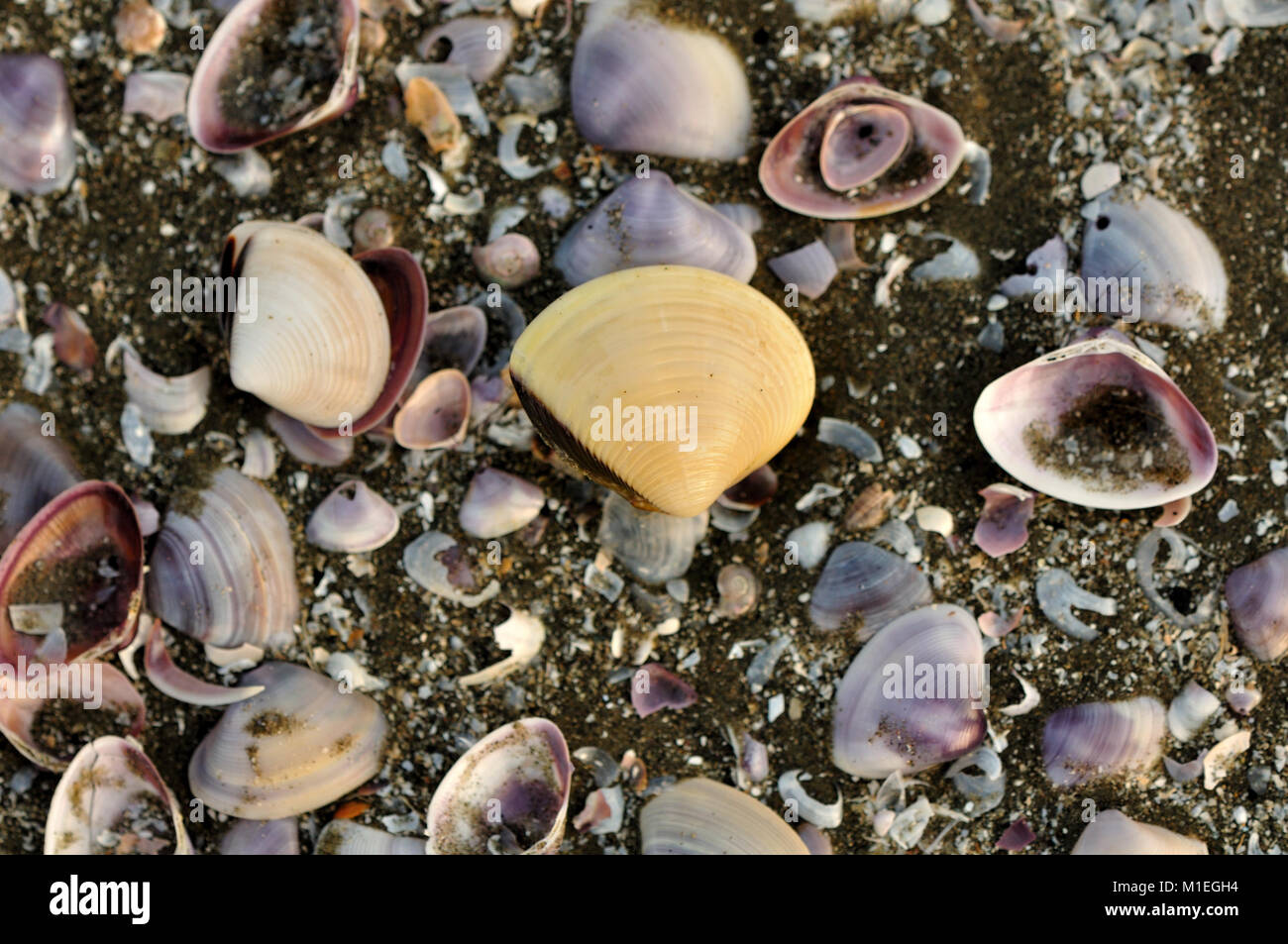 A variety of different shells on a beach in the Can Gio area of south ...