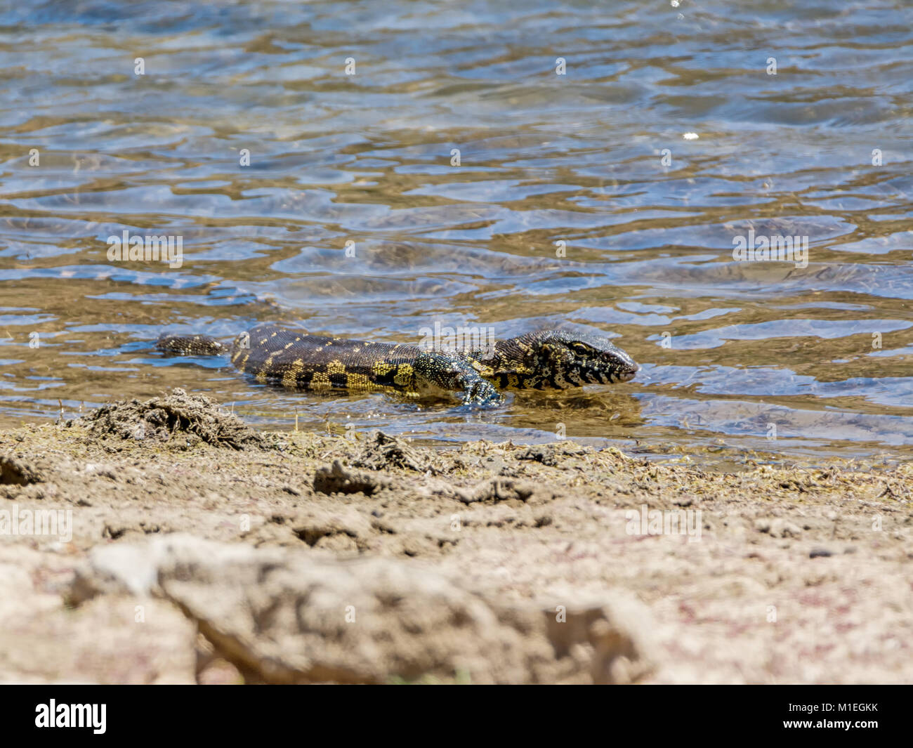 A Nile Monitor at a watering hole in Southern African savanna Stock ...