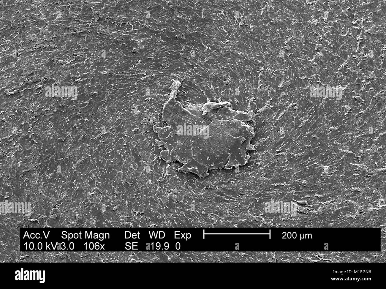 SEM micrograph with low magnification of an E. coli (ATCC 11775 ...