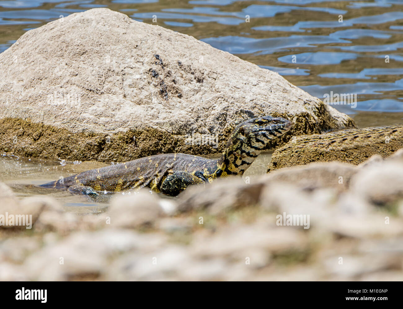 A Nile Monitor at a watering hole in Southern African savanna Stock ...