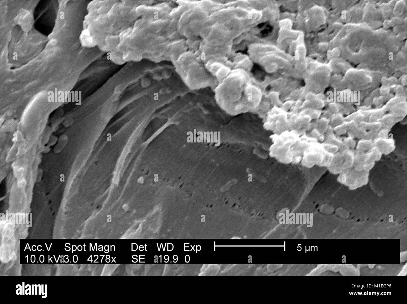 SEM micrograph of an E. coli (ATCC 11775) biofilm cultivated on PC ...