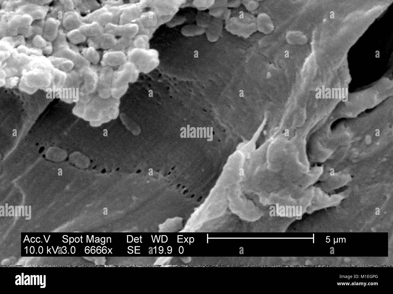 SEM micrograph of an E.coli (ATCC 11775) biofilm grown on PC ...