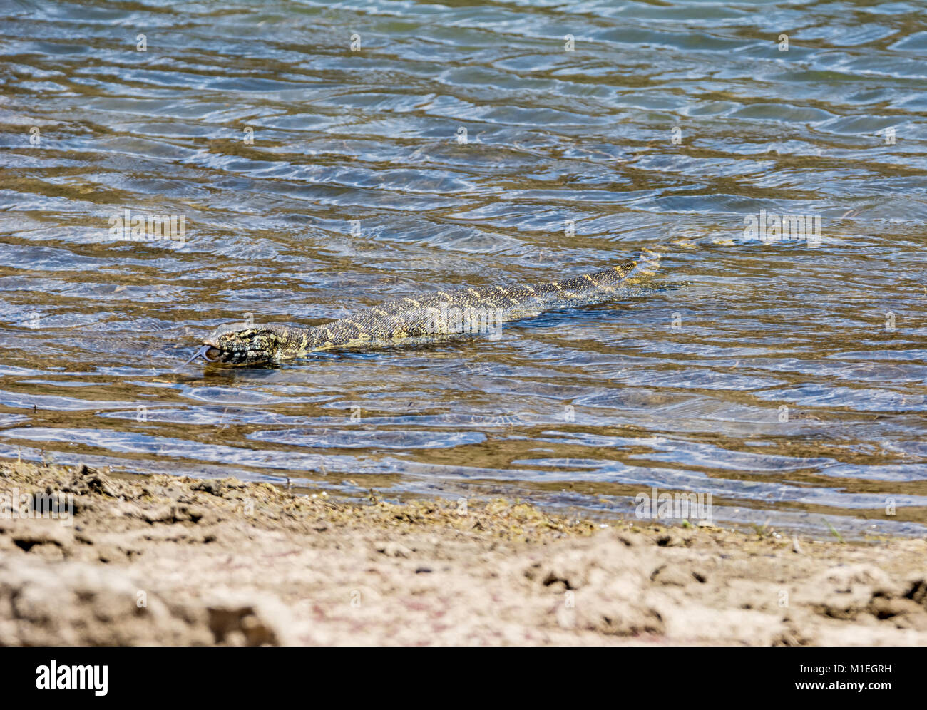 A Nile Monitor at a watering hole in Southern African savanna Stock ...