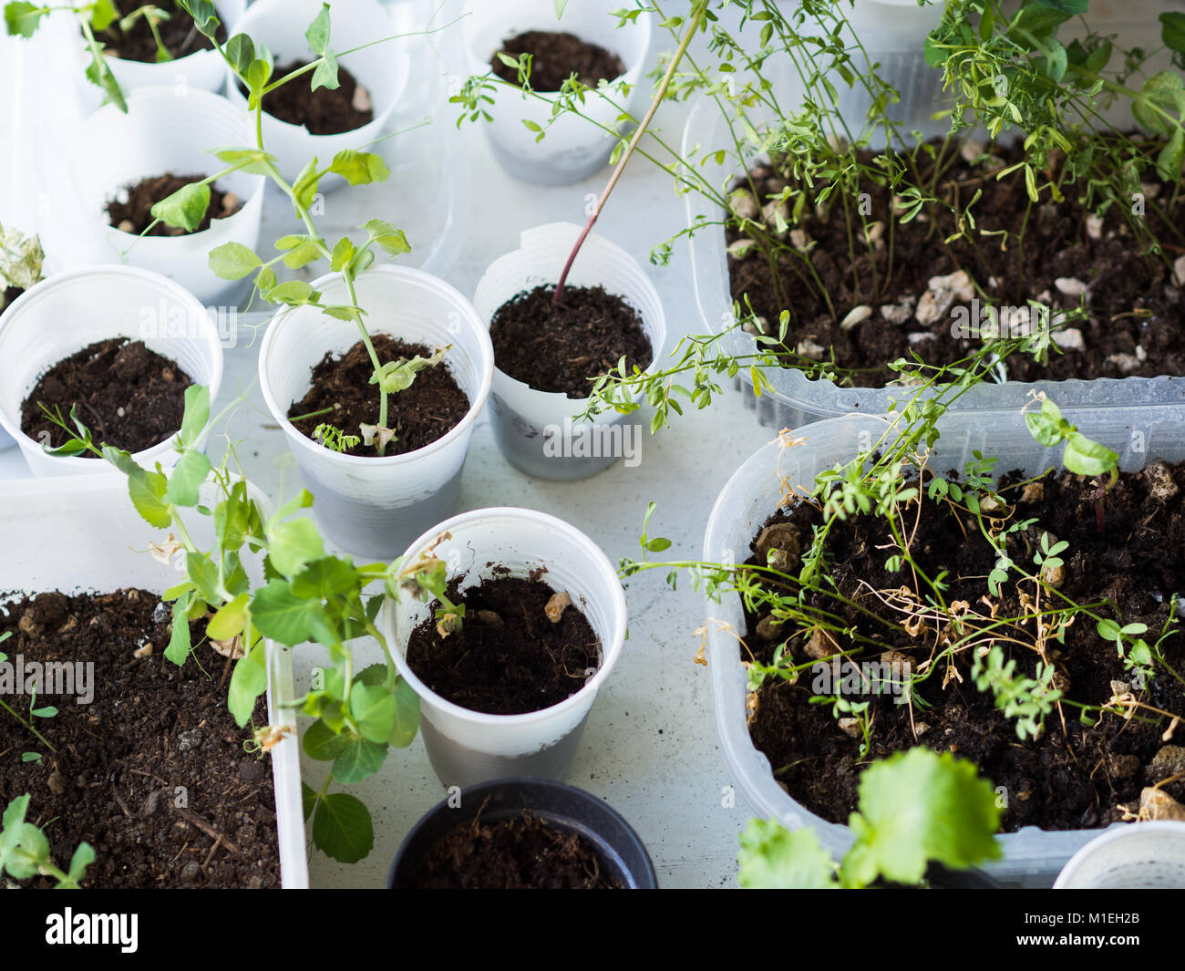 Healthy cups containers hi-res stock photography and images - Alamy