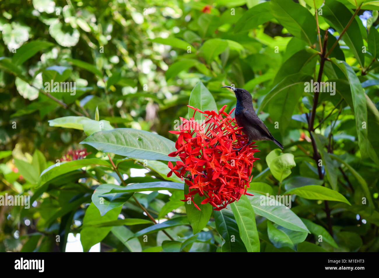 Exotic black sun bird sitting on the blossom of red flower in ...