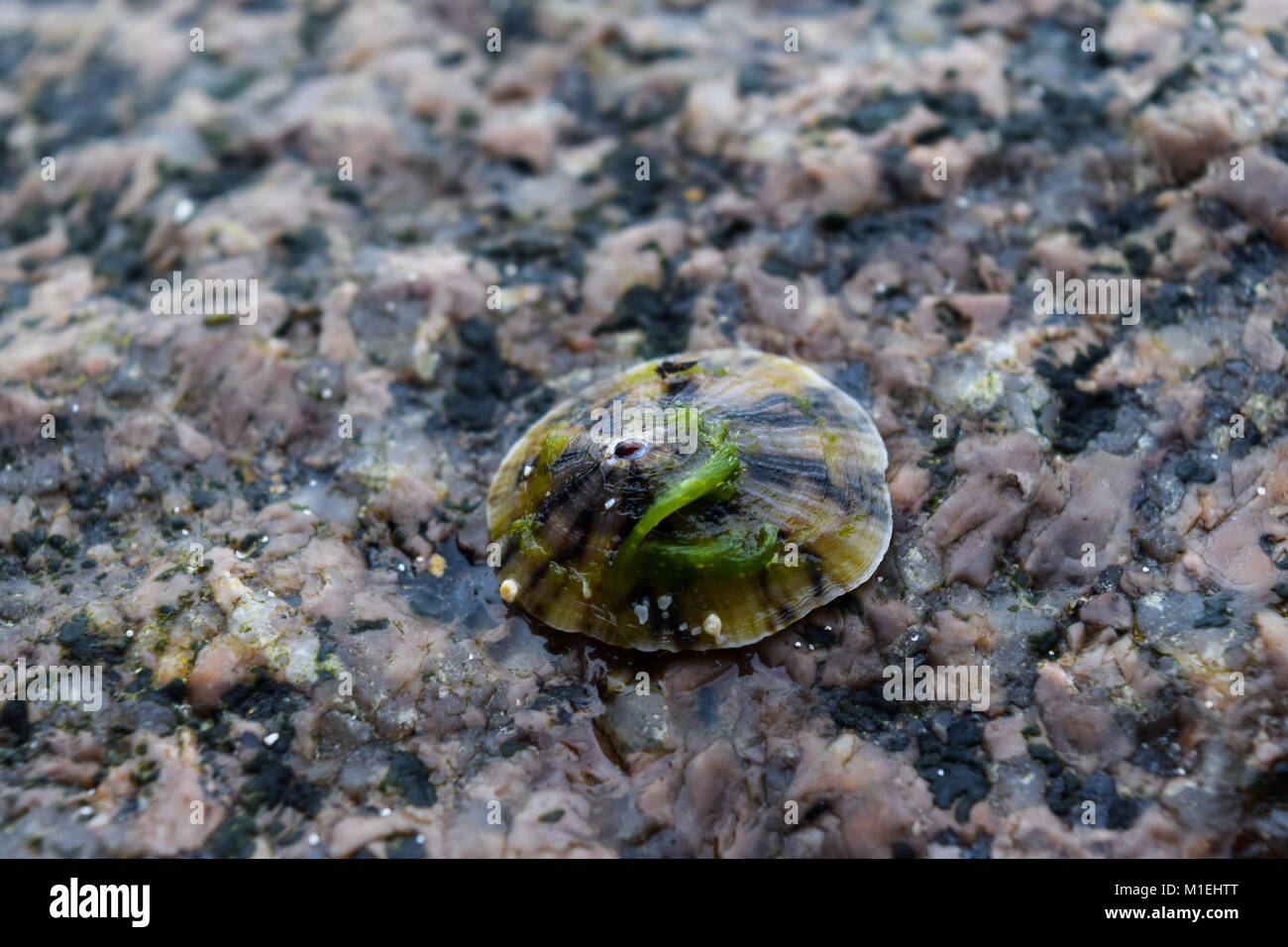 Round sea snail lying on the rock in Seychelles Stock Photo - Alamy