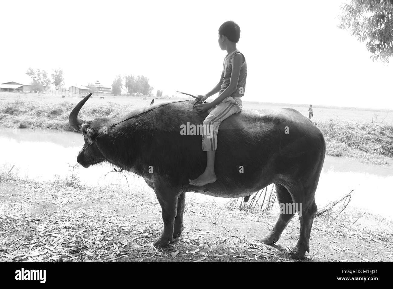 Boy on a buffalo Stock Photo - Alamy