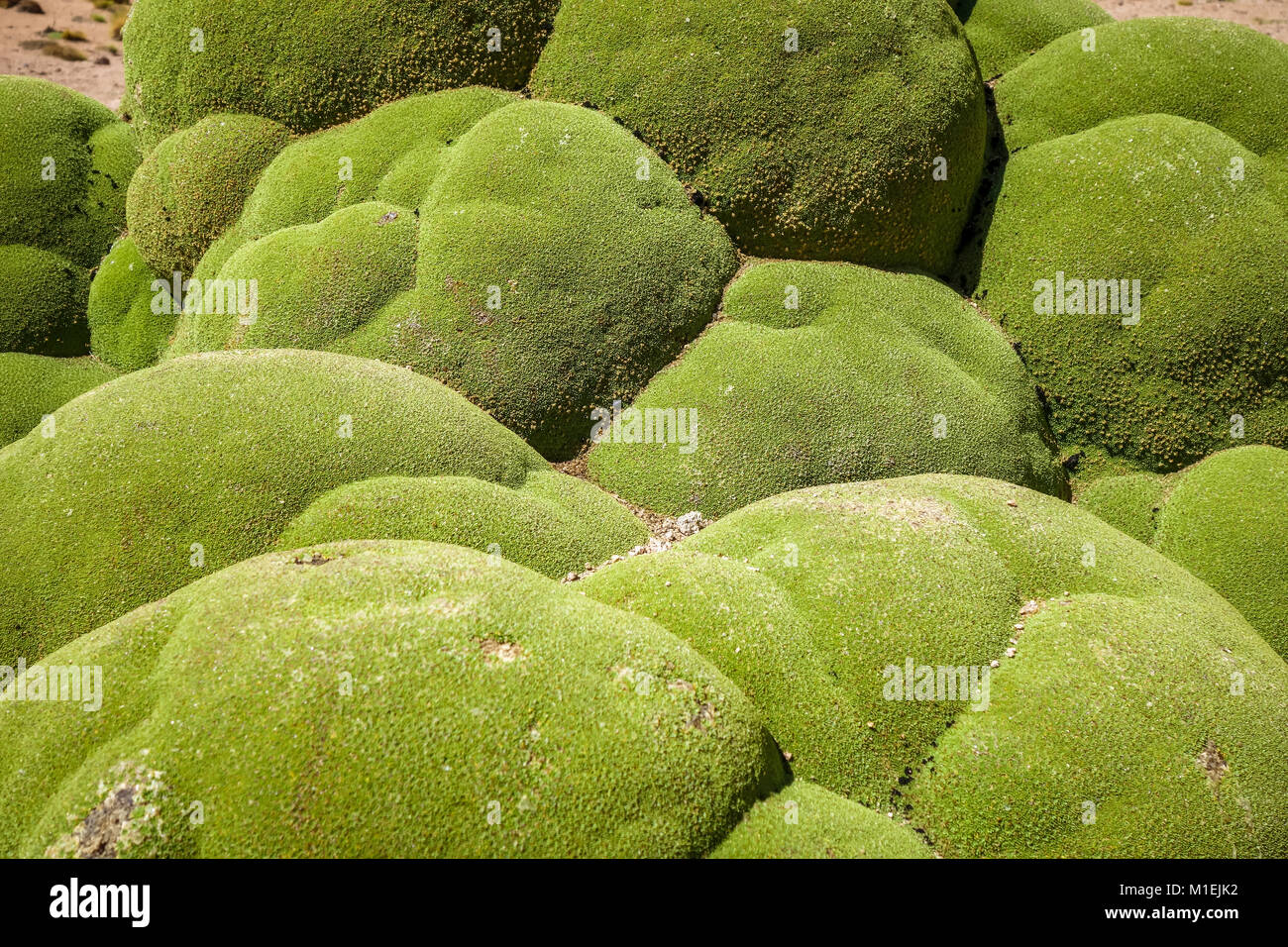 Desert moss in atacama desert hi-res stock photography and images - Alamy