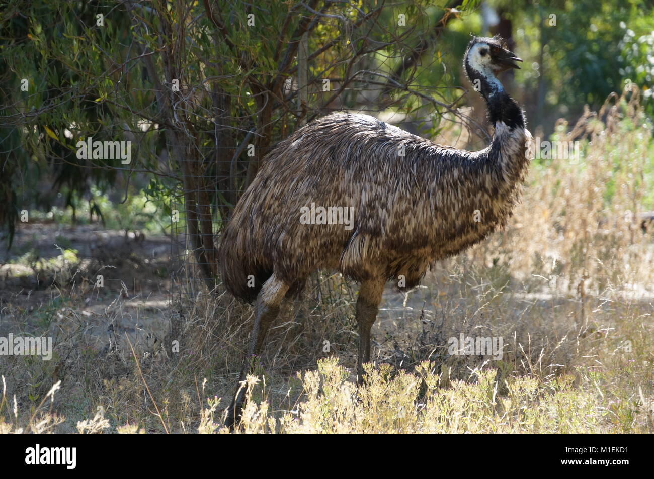 Emu Bird in Tower Hill Stock Photo - Alamy