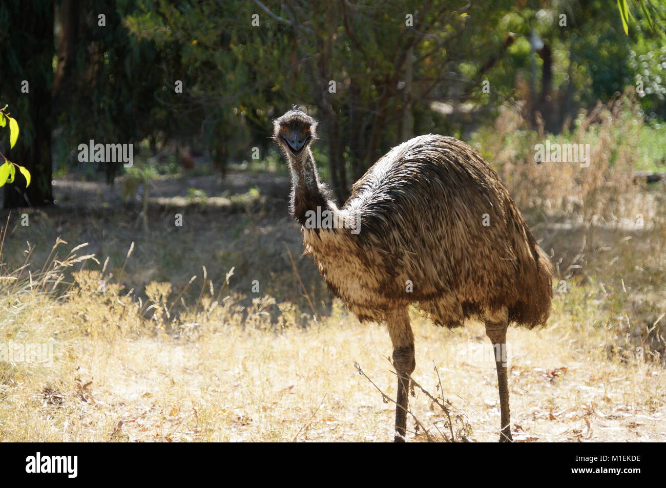 Scary emu hi-res stock photography and images - Alamy