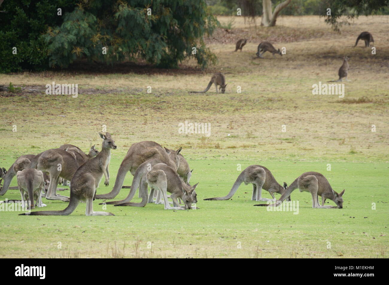 Mob of kangaroos hi-res stock photography and images - Alamy