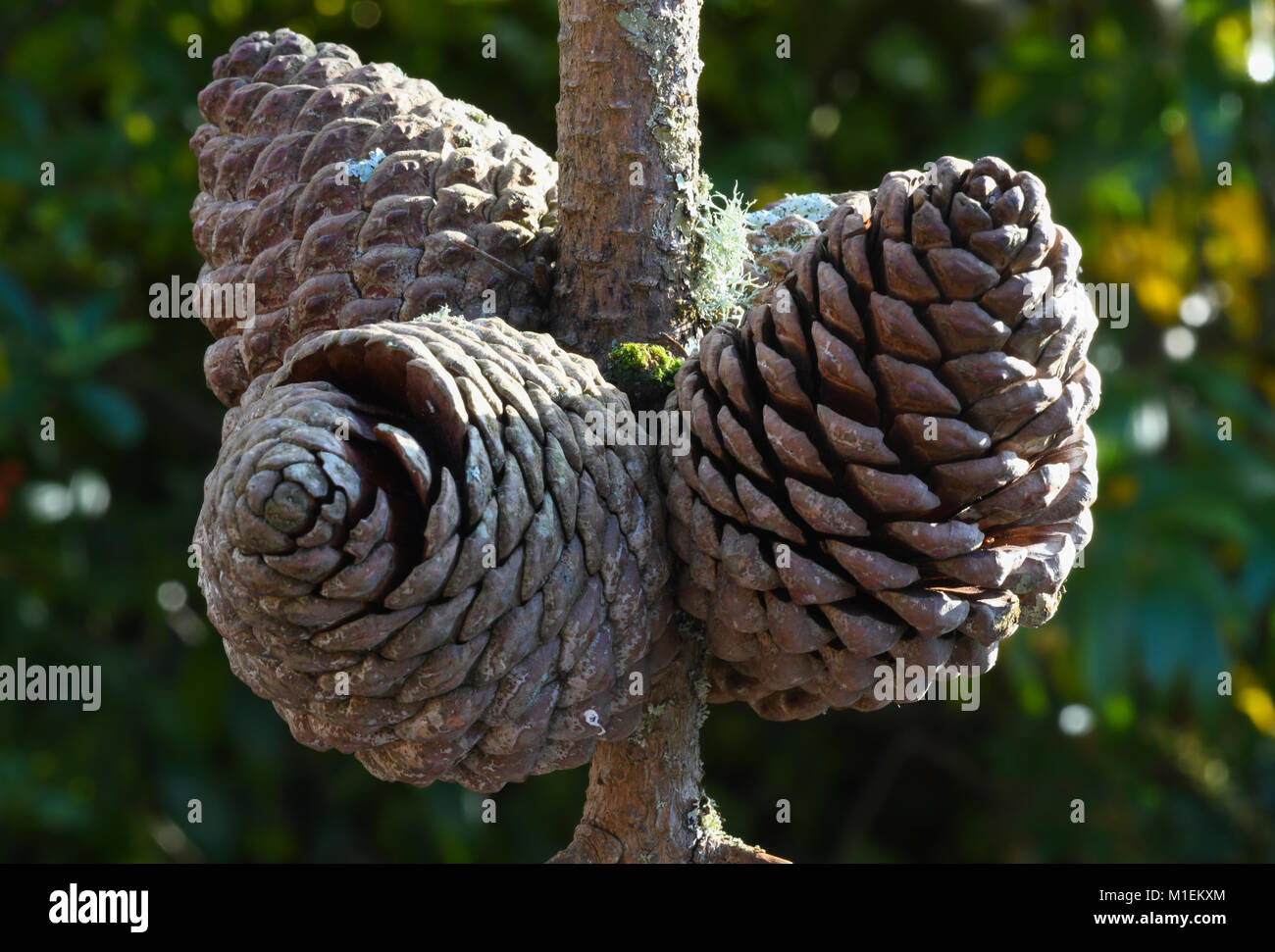 Conifer radiata hi-res stock photography and images - Alamy