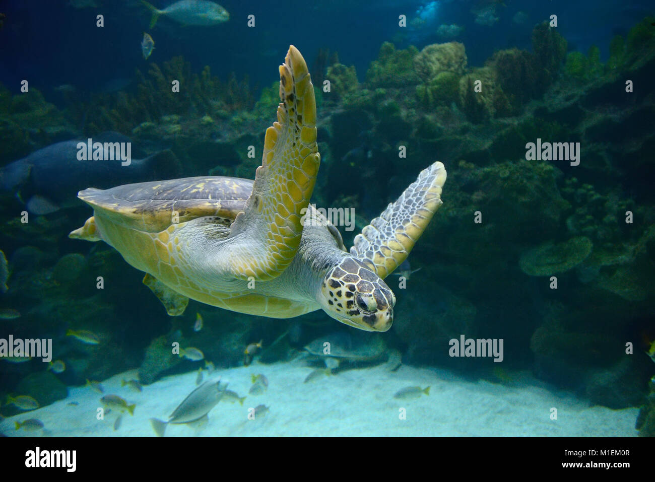Sea turtle swimming underwater Stock Photo - Alamy