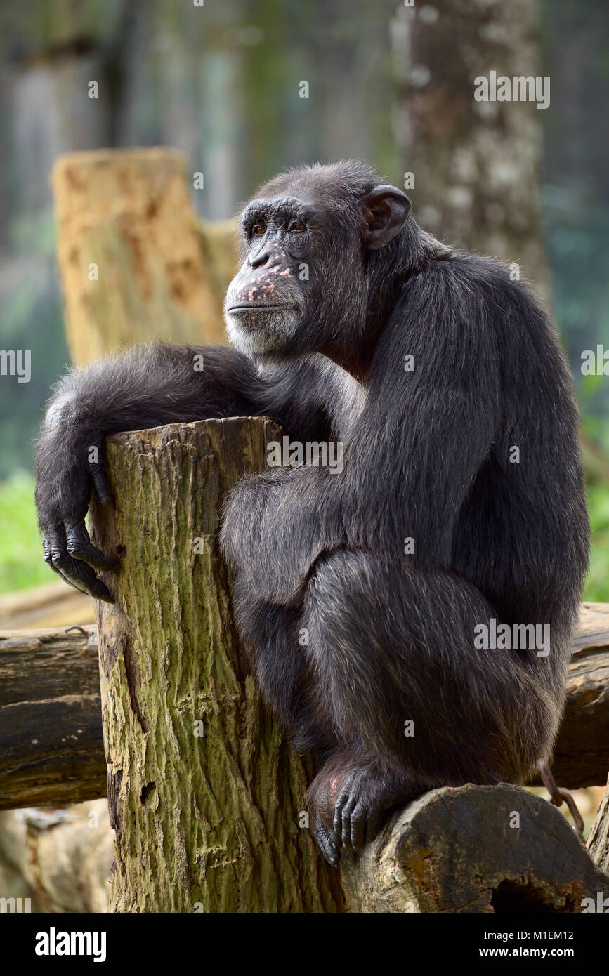 Funny chimp hi-res stock photography and images - Alamy
