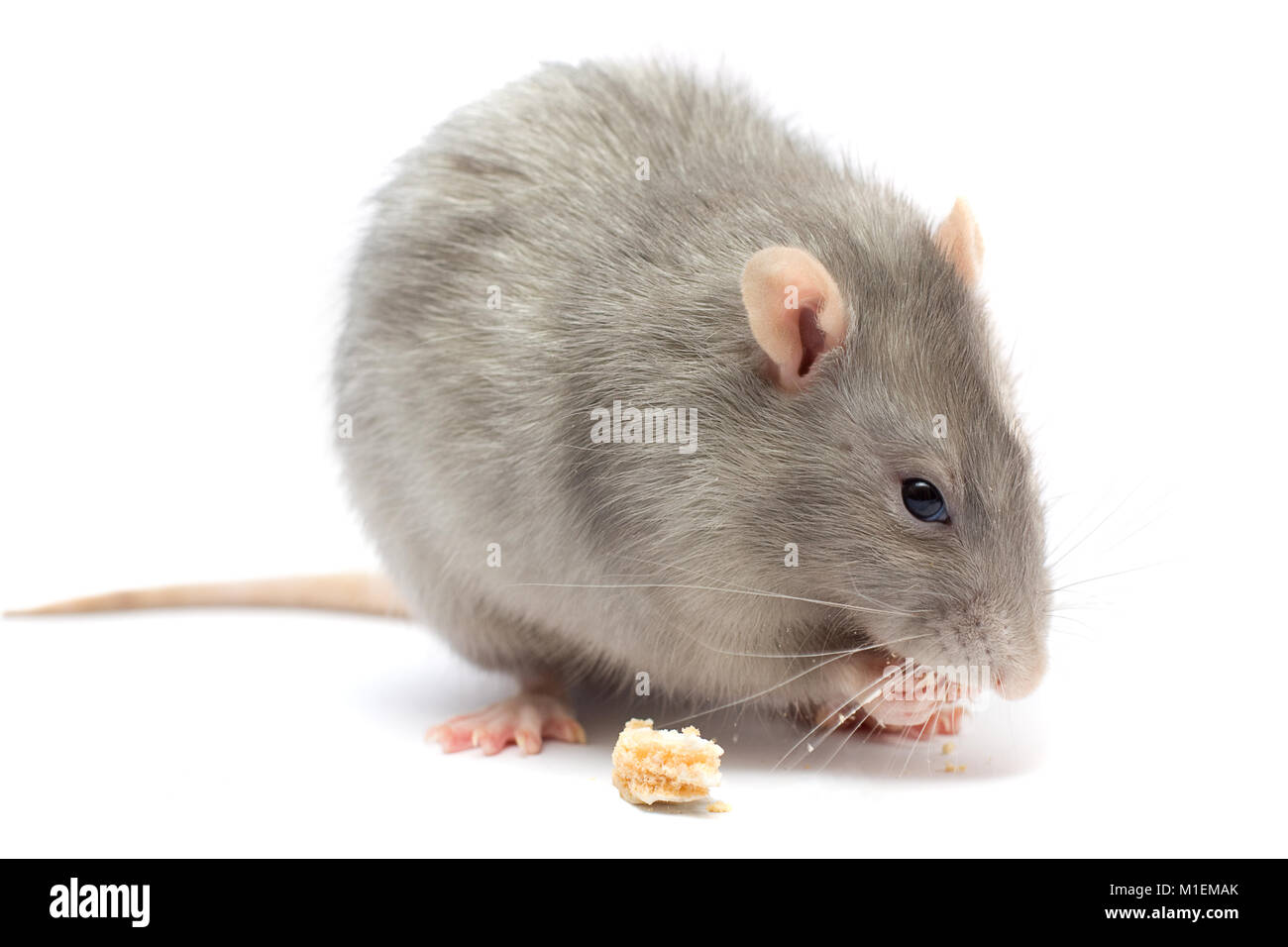 Mause hi-res stock photography and images - Alamy