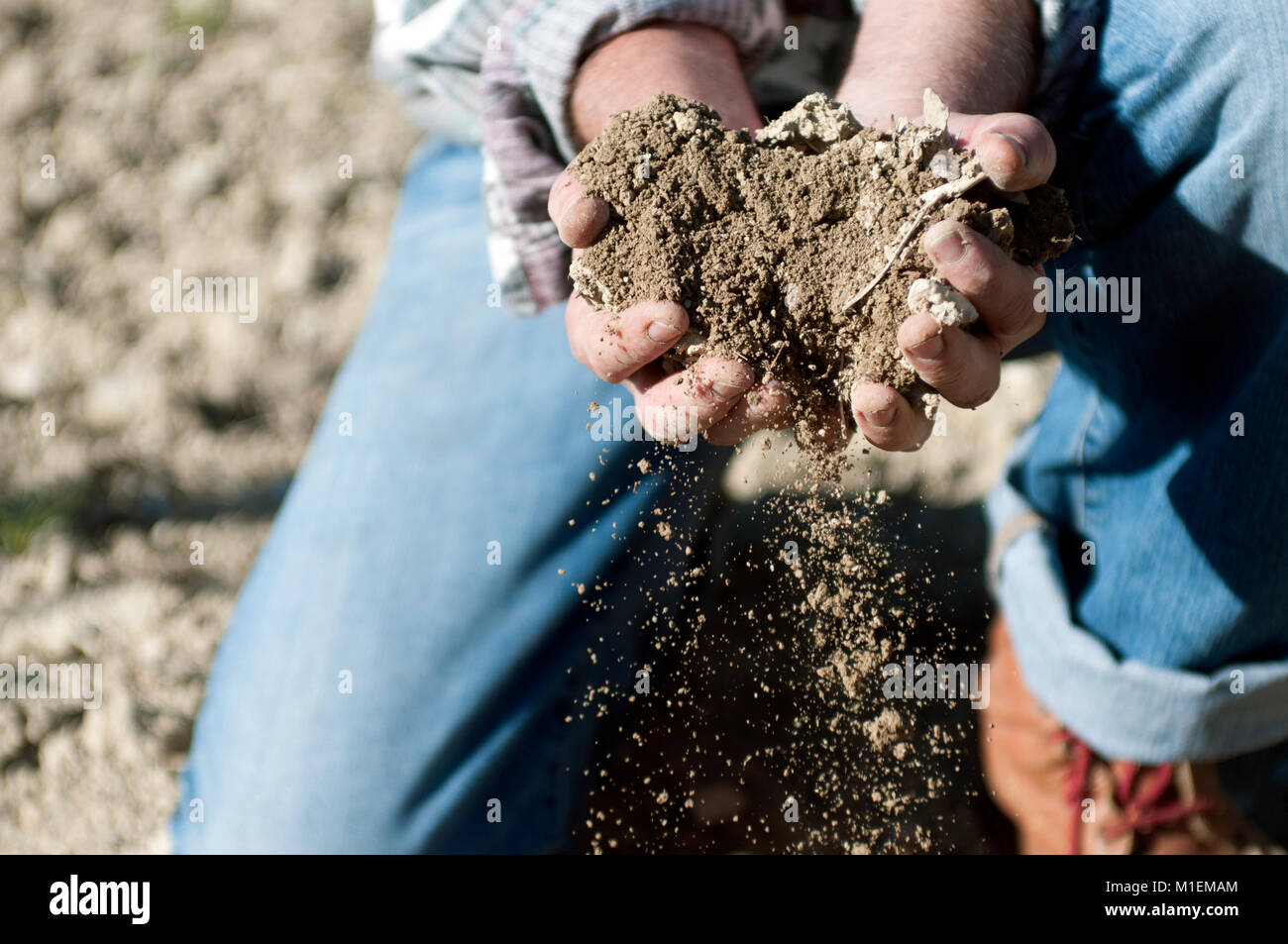 farmer holding the dirt with his hands Stock Photo - Alamy