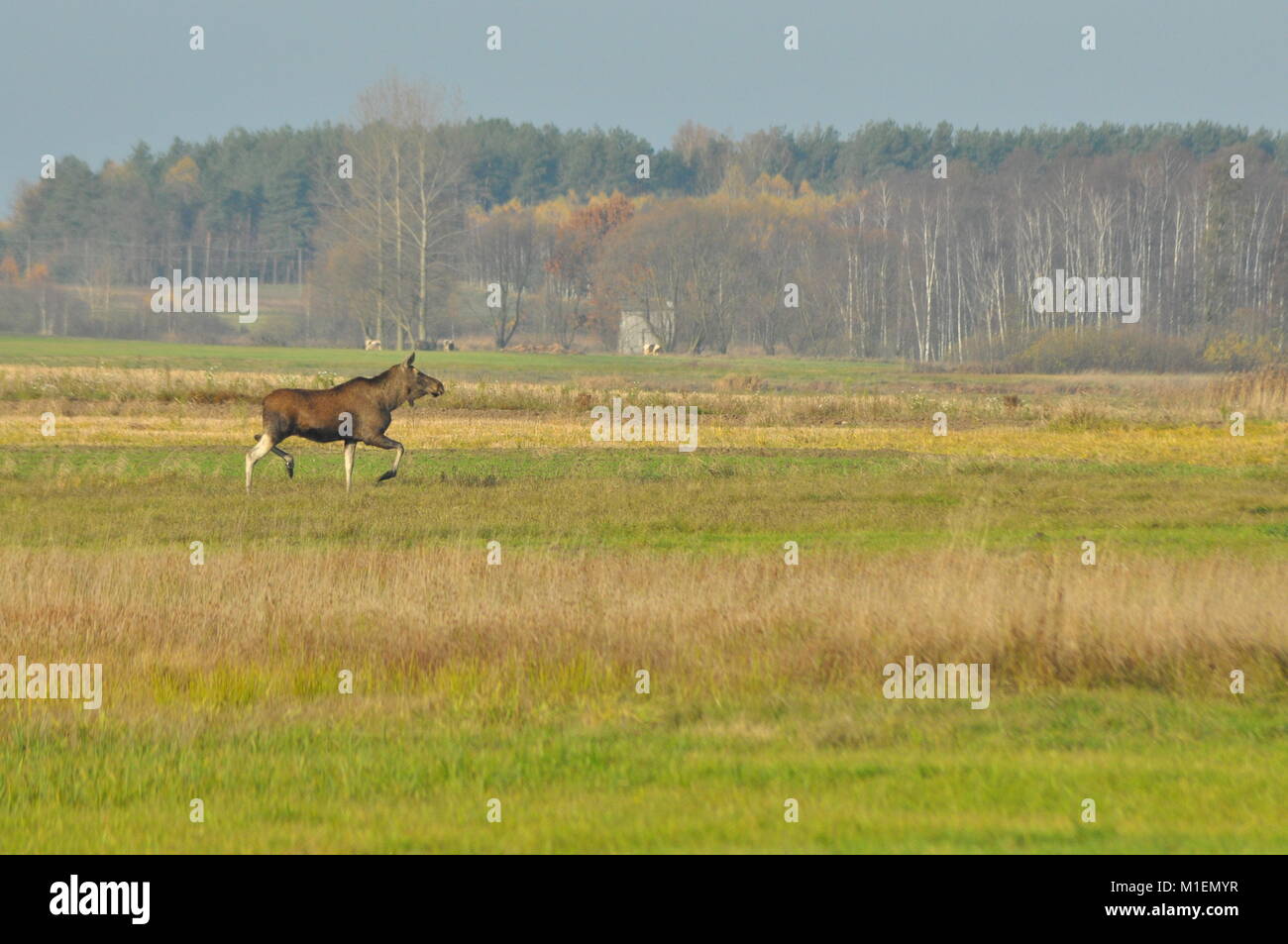 Moose running in water hi-res stock photography and images - Alamy