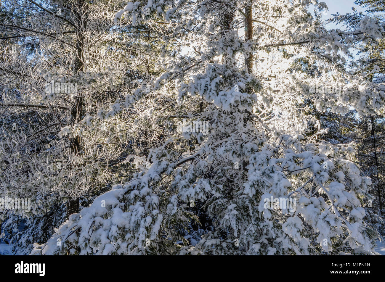 Frosted White Pines, Pharoah Lake Wilderness Area, Adirondack Forest ...