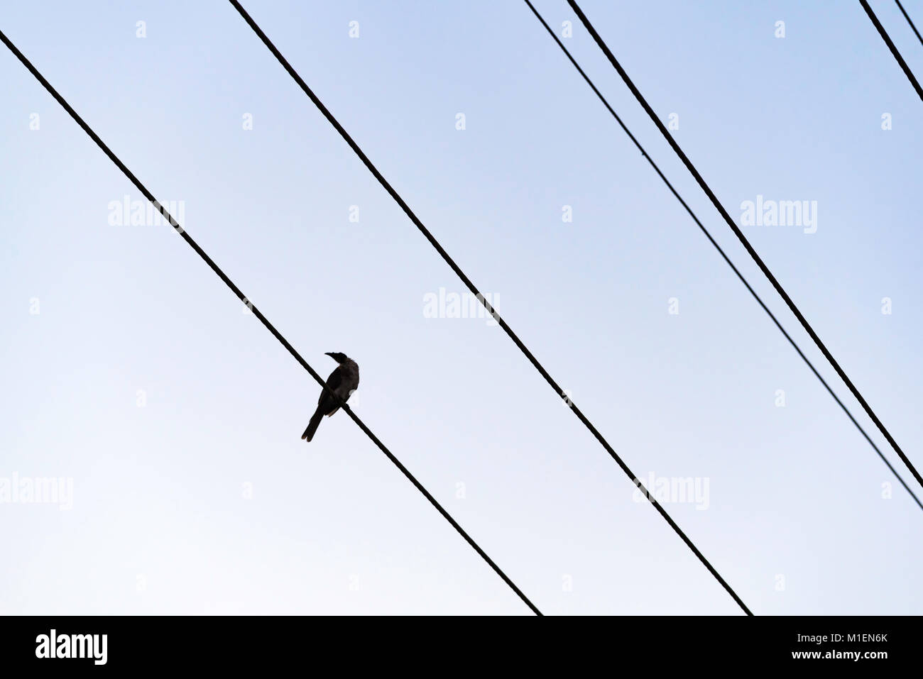 A native Red Wattle Bird or Little Wattle Bird on an electricity wire ...