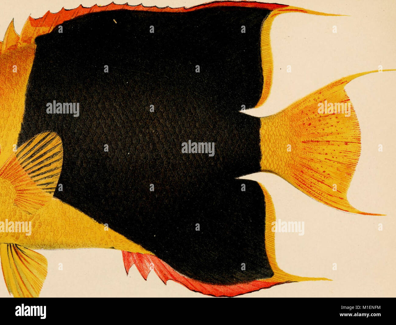 Ready to use in 1908 hi-res stock photography and images - Alamy