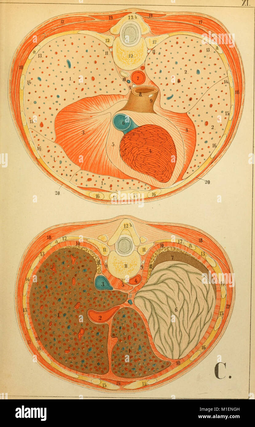 Atlas of descriptive anatomy of the human body hi-res stock photography ...