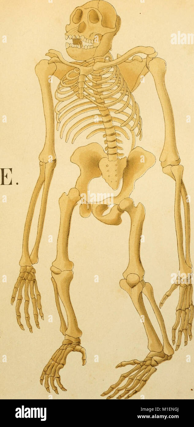 Atlas of descriptive anatomy of the human body hi-res stock photography ...