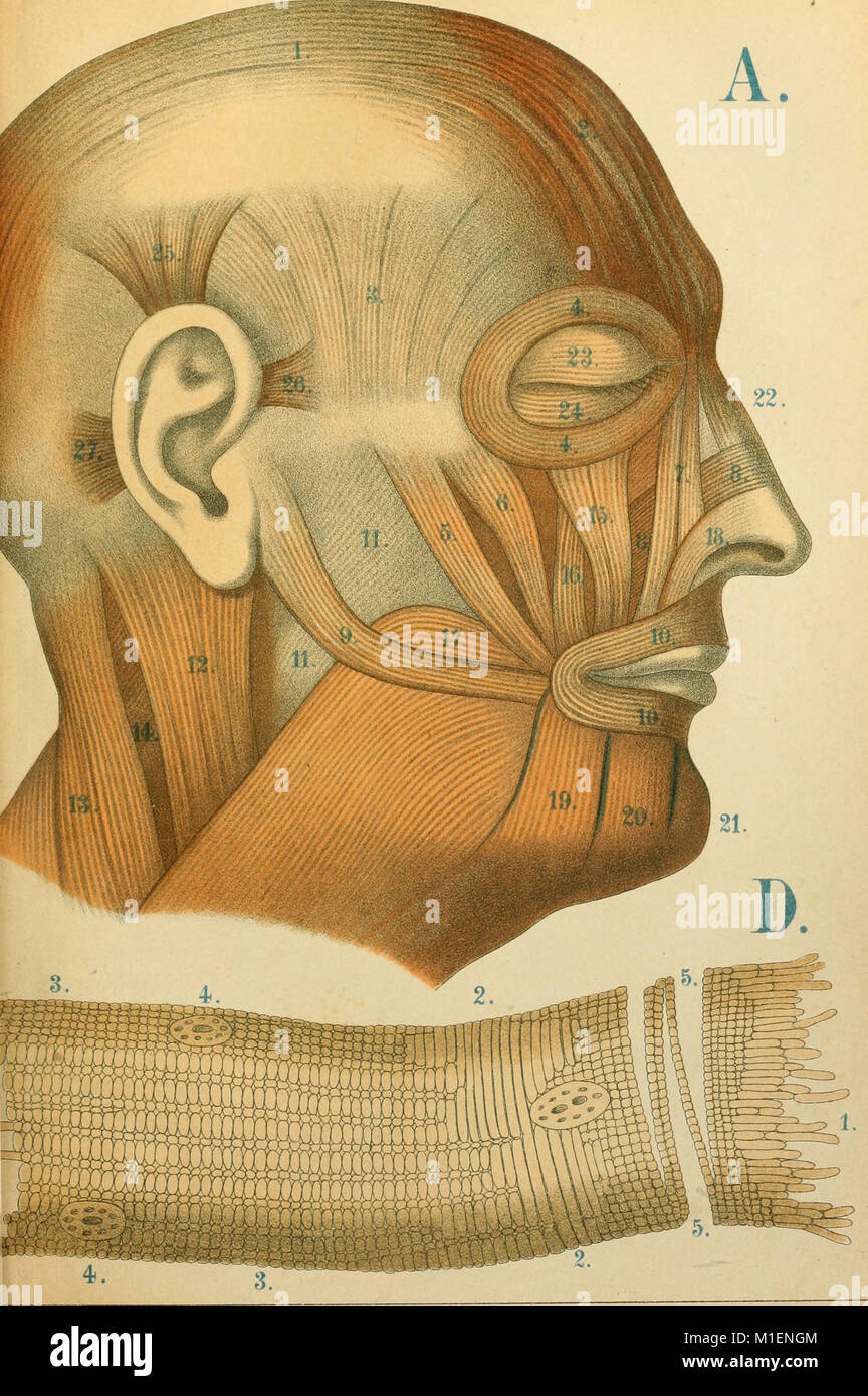 Atlas of descriptive anatomy of the human body hi-res stock photography ...