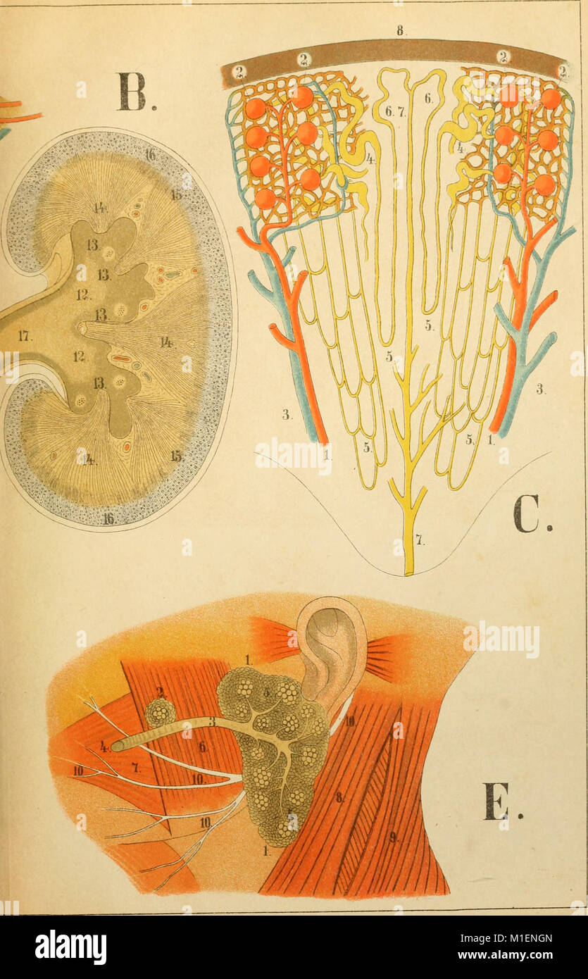 Atlas of descriptive anatomy of the human body hi-res stock photography ...