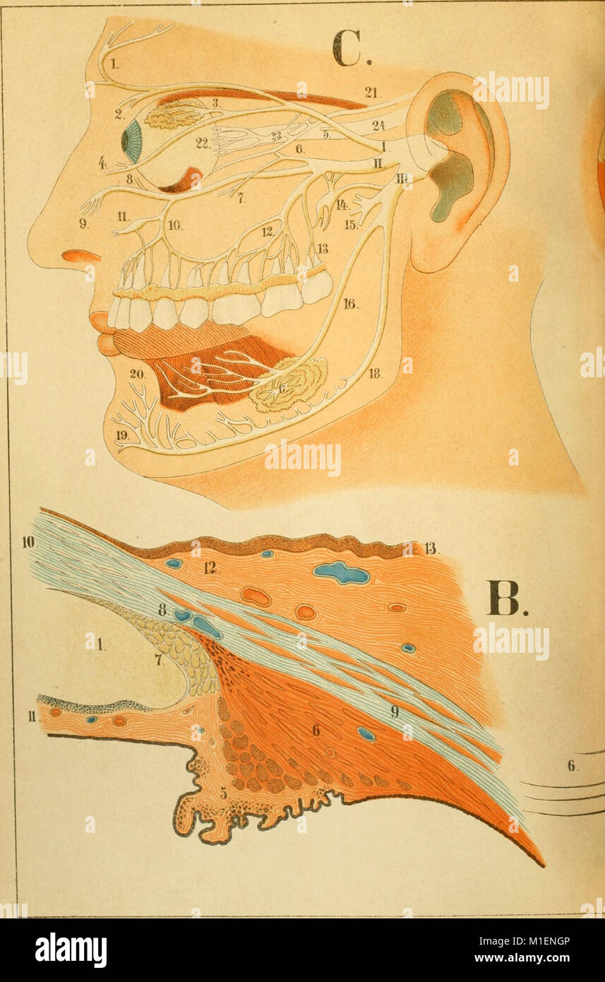 This 1879 atlas presents detailed illustrations of the human body, with ...