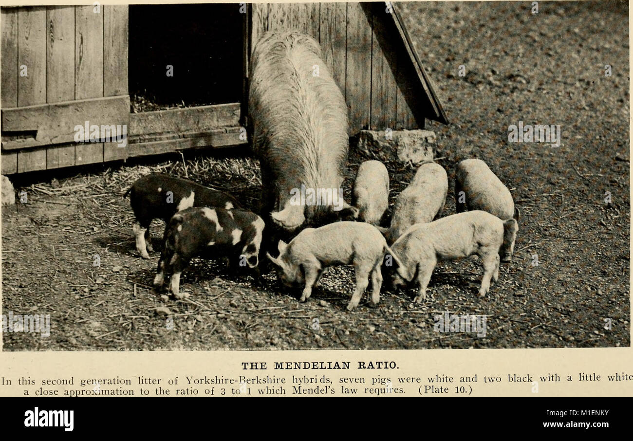 American breeders magazine (1913) (18114790472 Stock Photo - Alamy