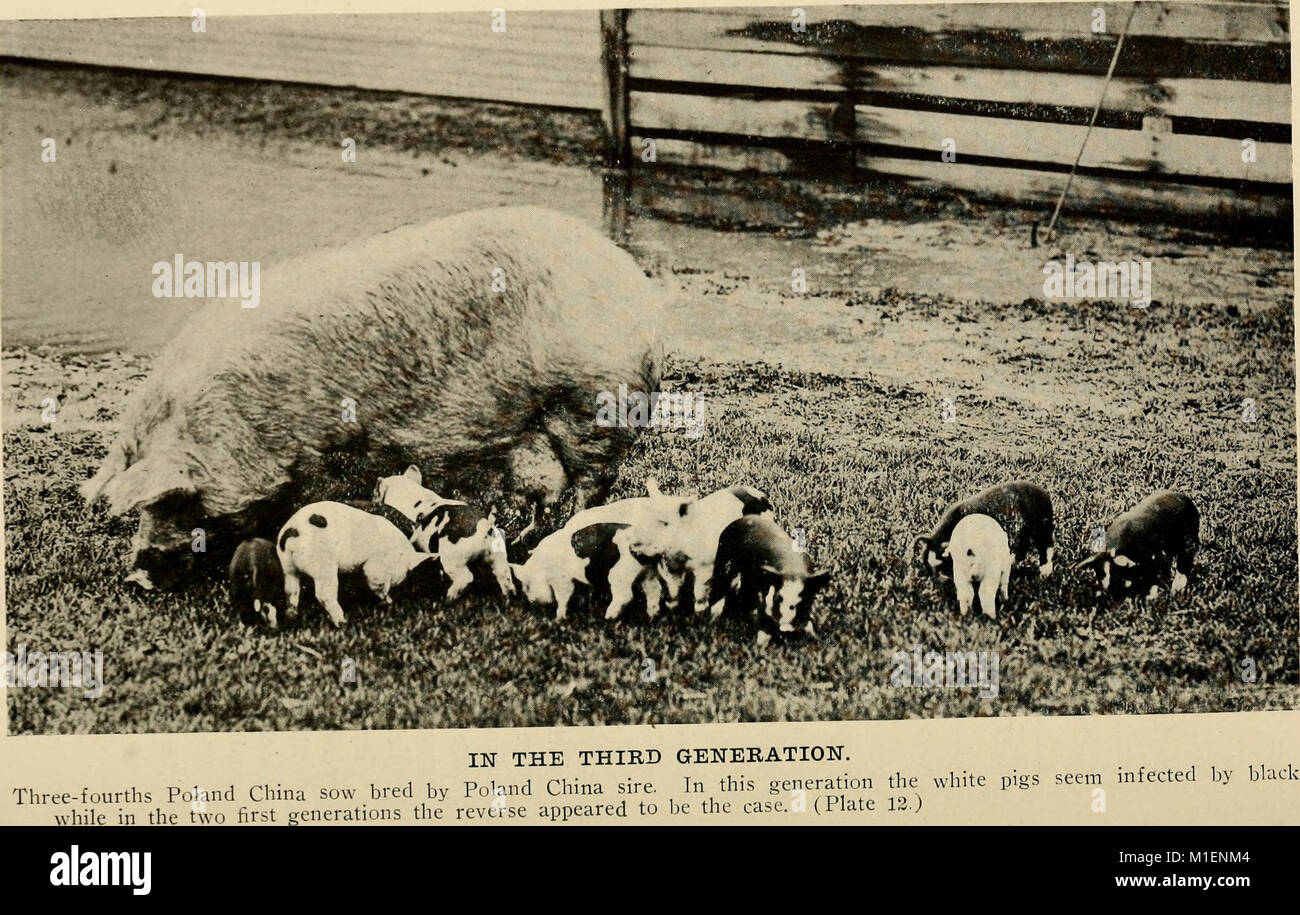 American breeders magazine (1913) (18118276005 Stock Photo - Alamy