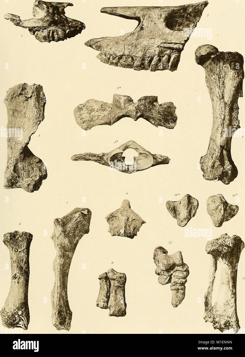 A natural history journal published between 1908 and 1913, covering ...