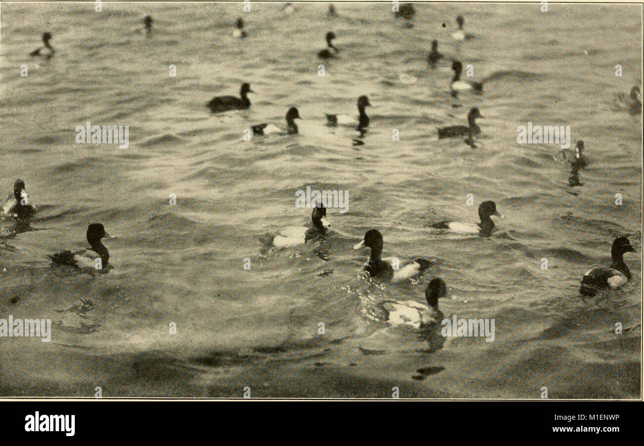 A history of the game birds, wild fowl and shore birds of Massachusetts ...